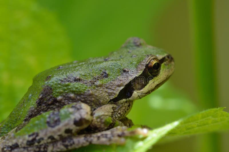 Tree frog on a leaf stock photo. Image of colours, sitting - 137901214