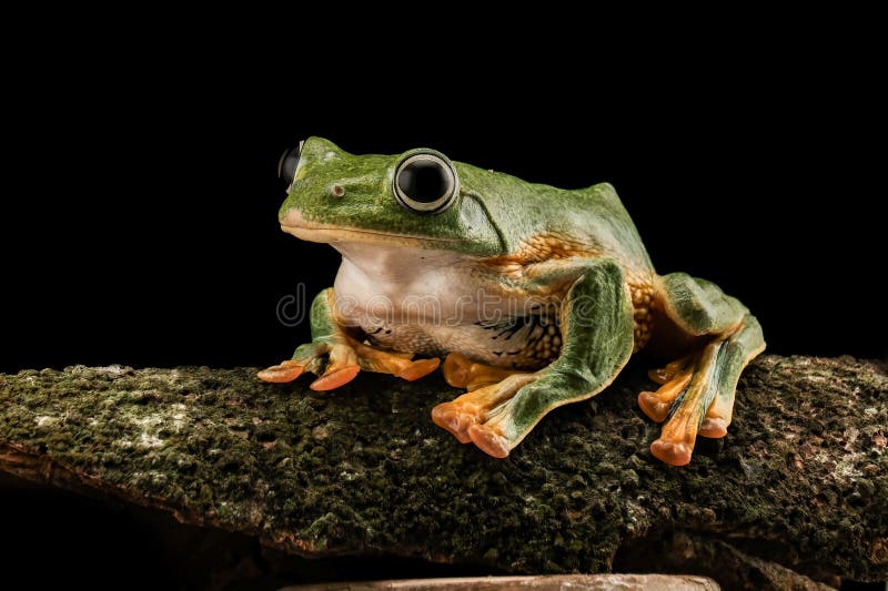 Green tree frog on branch stock photo. Image of frog - 288758622
