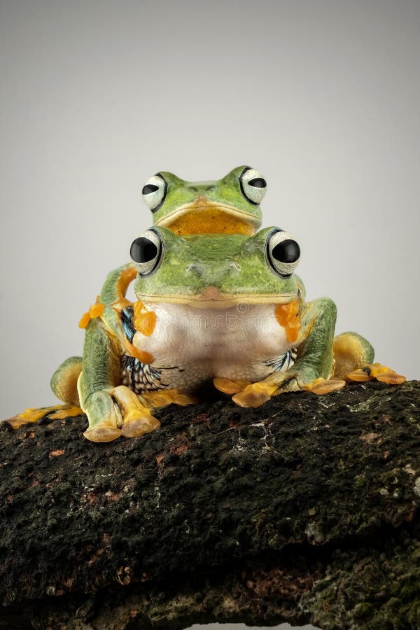 Wallace S Flying Frogs on Branch with Flower Stock Photo - Image of ...