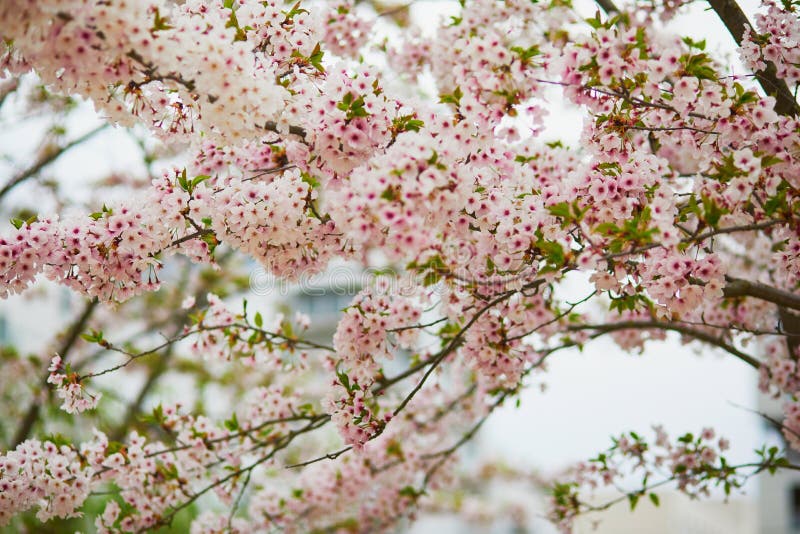 Beautiful Tree in Full Bloom Stock Photo - Image of sakura, cherry ...