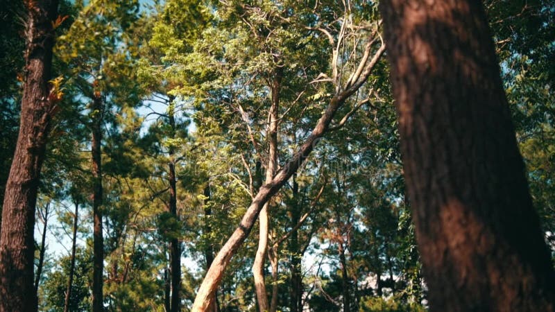 A Beautiful Tree Full of Leaves Standing Inside the Forest with the ...