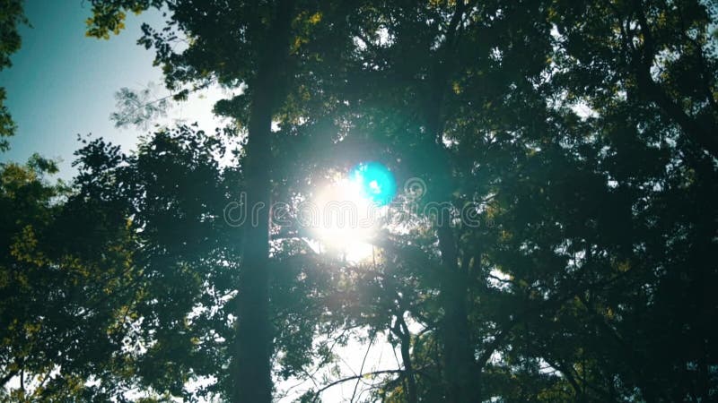 A Beautiful Tree Full of Leaves Standing Inside the Forest with the ...