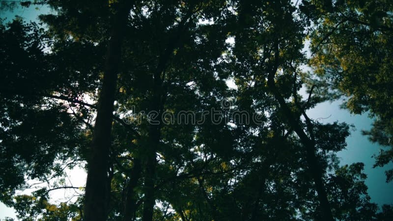 A Beautiful Tree Full of Leaves Standing Inside the Forest with the ...