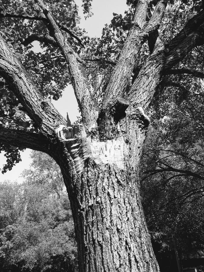 Beautiful Tree,giving Tree,fall, Autumn,big Tree B/w Stock Photo ...