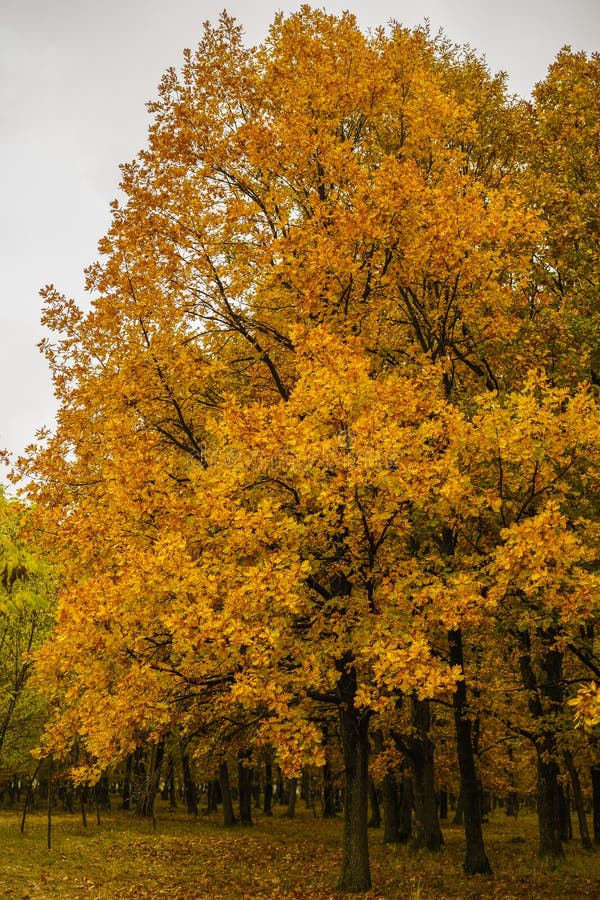 Beautiful Tree with Golden Autumn Leaves Stock Photo - Image of climate ...