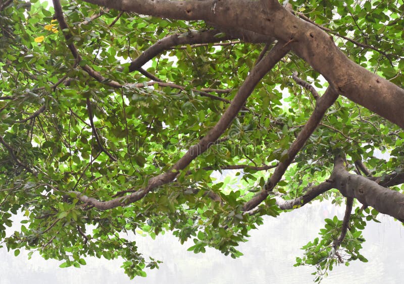 Beautiful Tree with Green Leaves Stock Photo - Image of forest ...