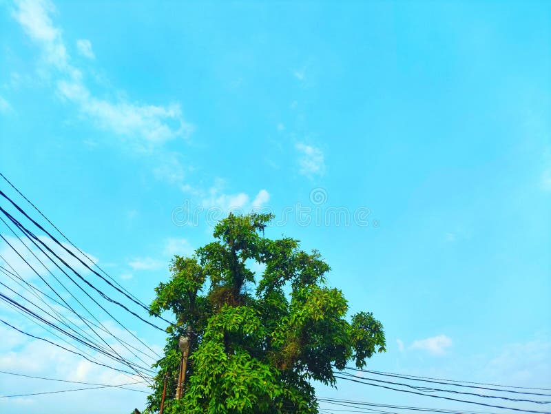A Beautiful Tree with Green Leaves and Electric Cables Stock Photo ...