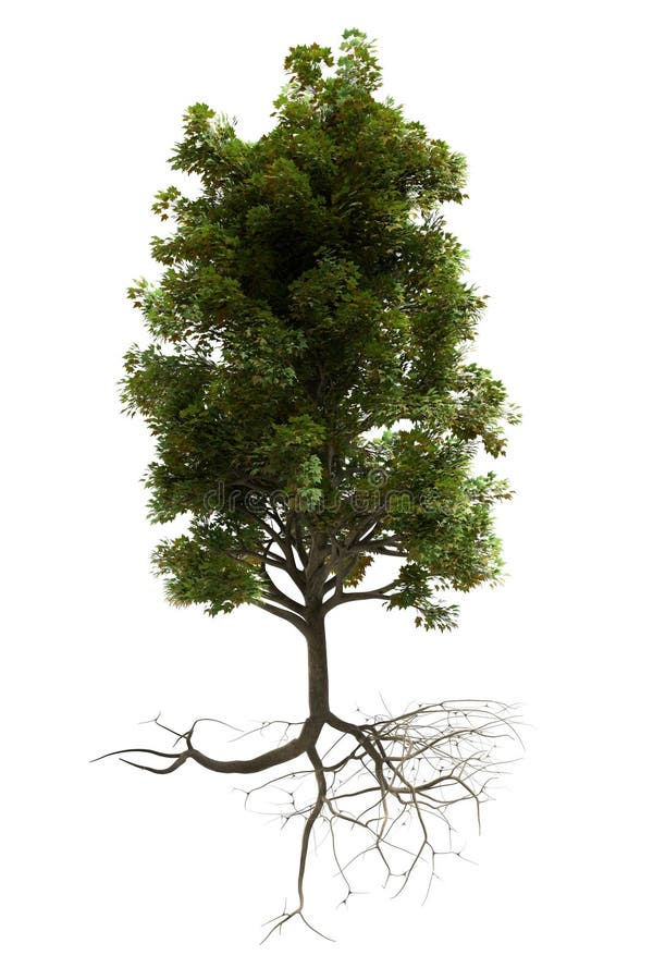 Beautiful Tree with Green Leaves and Exposed Roots Isolated Stock Image ...