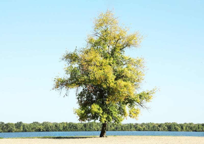 Beautiful Tree with Green Leaves Growing Outdoors Stock Image - Image ...