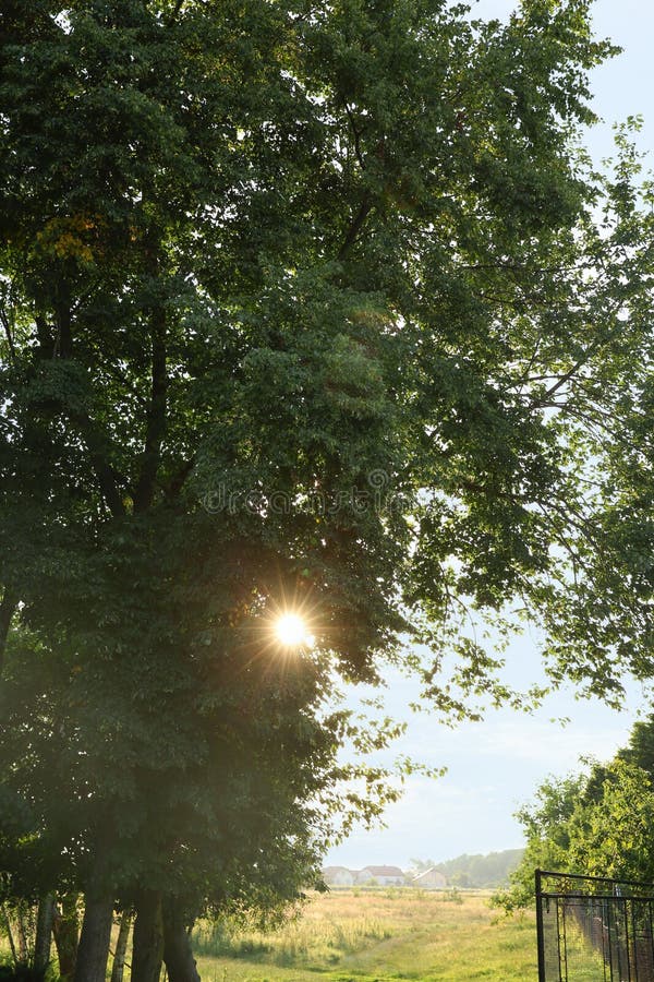 Beautiful Tree with Green Leaves Growing Outdoors on Sunny Day Stock ...