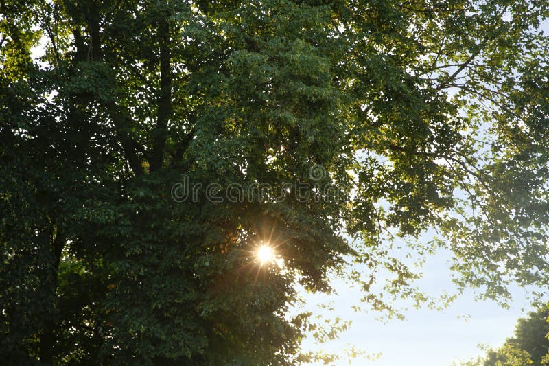 Beautiful Tree with Green Leaves Growing Outdoors on Sunny Day Stock ...