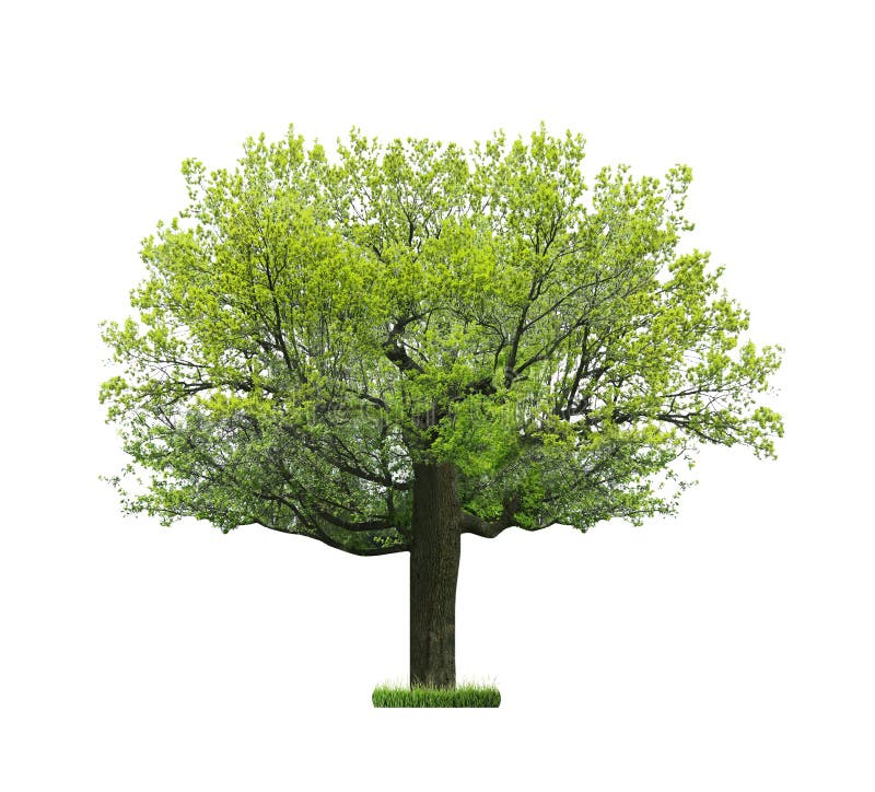Beautiful Tree with Green Leaves Isolated on White Stock Image - Image ...