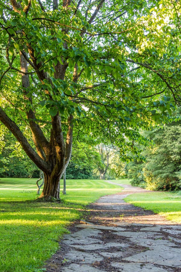 Beautiful Tree in Green Park with Pathway Horizontal Stock Image ...