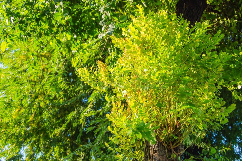 Beautiful tree stock image. Image of green, plant, beautiful - 31343787