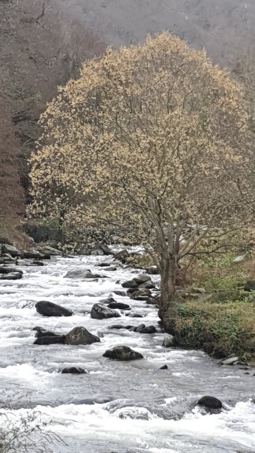 Living on the Edge of Water Stock Photo - Image of rock, growing: 272648178