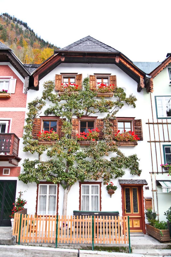 Beautiful Tree in Hallstatt Stock Photo - Image of hallstatt, nature ...