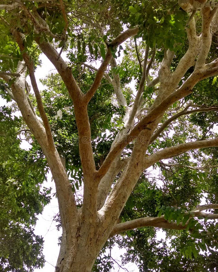 A Beautiful Tree Having Many Roots Stock Photo - Image of roots, plant ...
