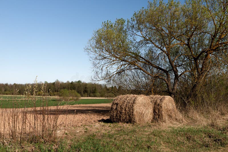 Beautiful Tree and Hay on the Sunset Stock Photo - Image of canopies ...