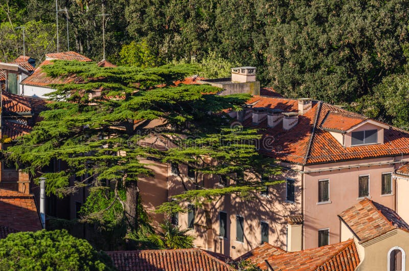 Beautiful tree in venice stock image. Image of metropolis - 106631605