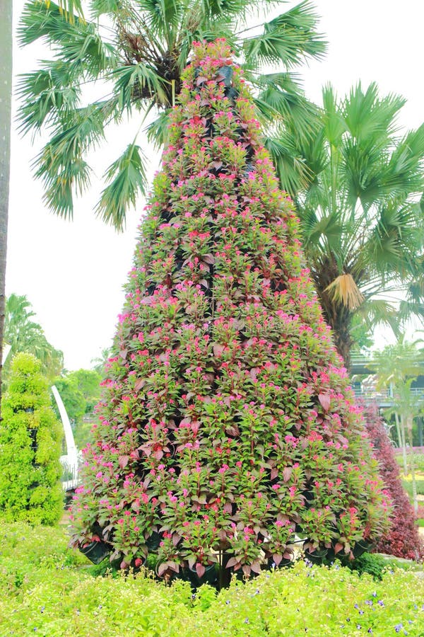 733 Cockscomb Tree Stock Photos - Free & Royalty-Free Stock Photos from ...