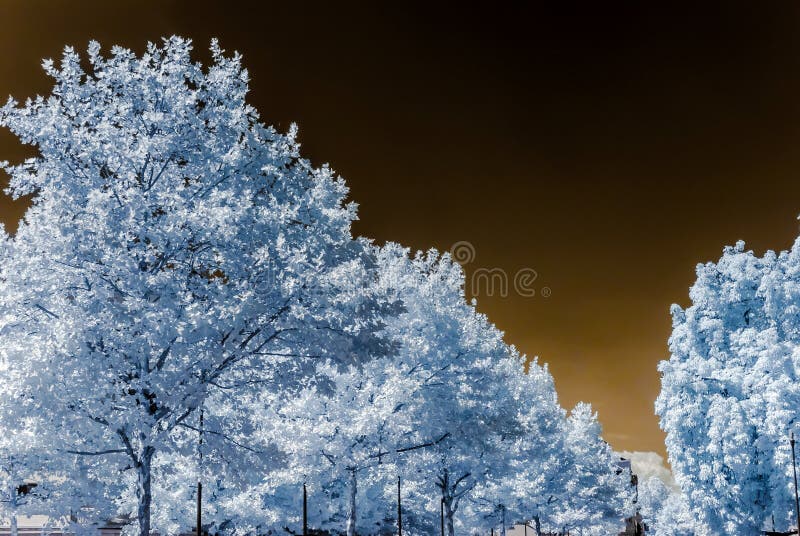 Beautiful Tree in Infrared View, Nonreal Colors, Sunny Day Stock Image ...