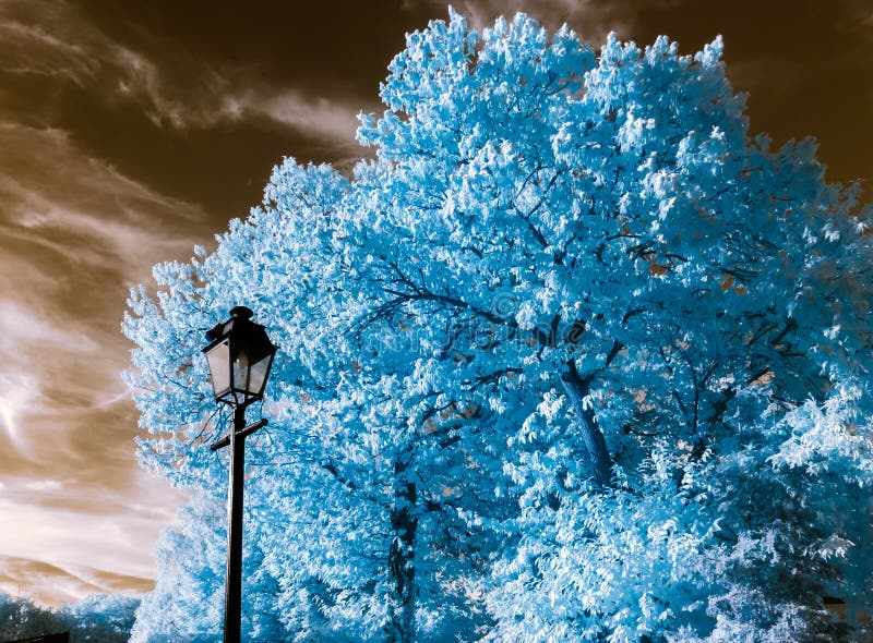 Beautiful Tree in Infrared View, Nonreal Colors, Sunny Day Stock Photo ...