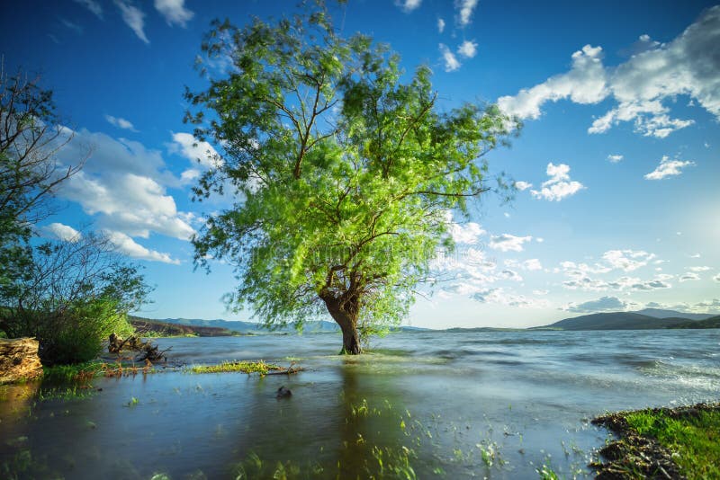 Beautiful Tree Inside the Lake Stock Image - Image of natural, lake ...