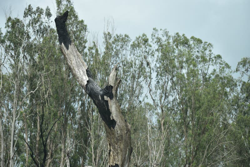 Beautiful Tree without Its Branches Damaged by Forest Fire Stock Photo ...