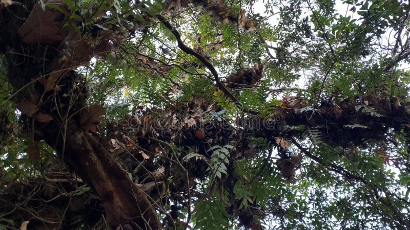 Beautiful Tree in Jungle Nature Slow Motion Background Cinematic Dlog ...