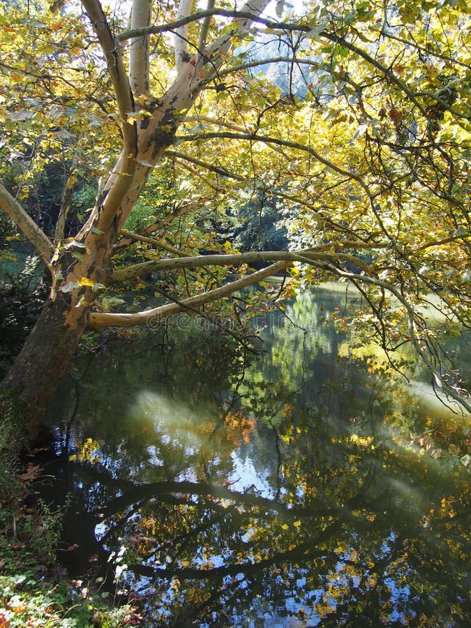 Beautiful tree with lake stock image. Image of woods - 128125503
