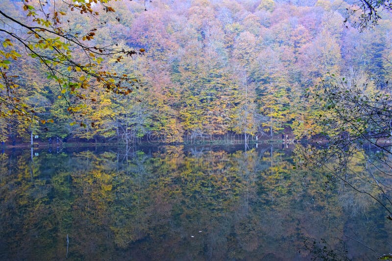 A Beautiful Tree and Lake in the Forest Stock Photo - Image of nature ...