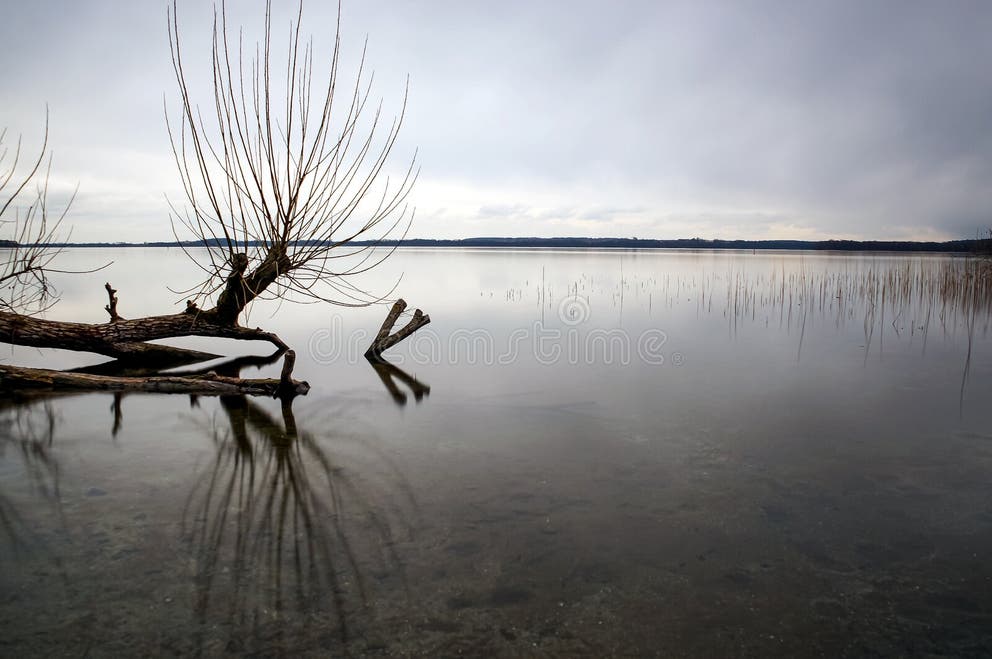 Beautiful Tree by the Lake in the Still Water Stock Photo - Image of ...