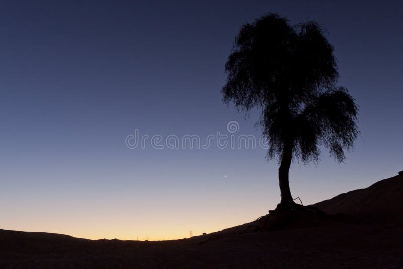 Beautiful Tree Landscape in Dubai Desert Stock Image - Image of silence ...