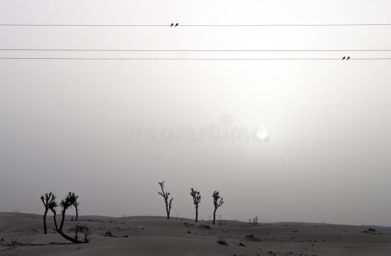 Beautiful Tree Landscape in Dubai Desert Stock Image - Image of ...