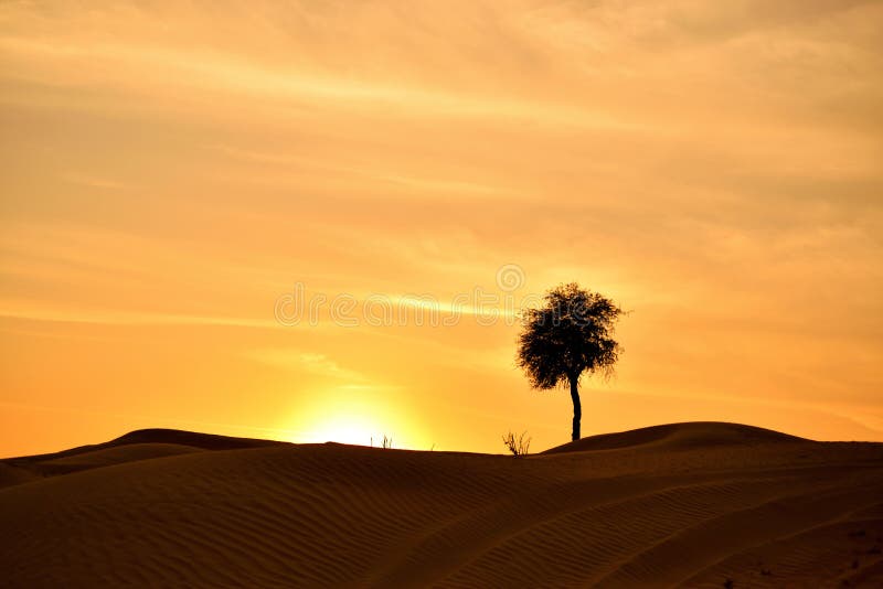Beautiful Tree Landscape in Dubai Desert Stock Image - Image of dubai ...