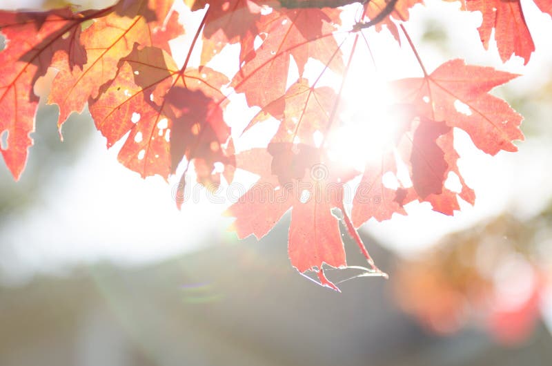 Beautiful Tree Leaf in Autumn Stock Image - Image of emiddot, autumn ...