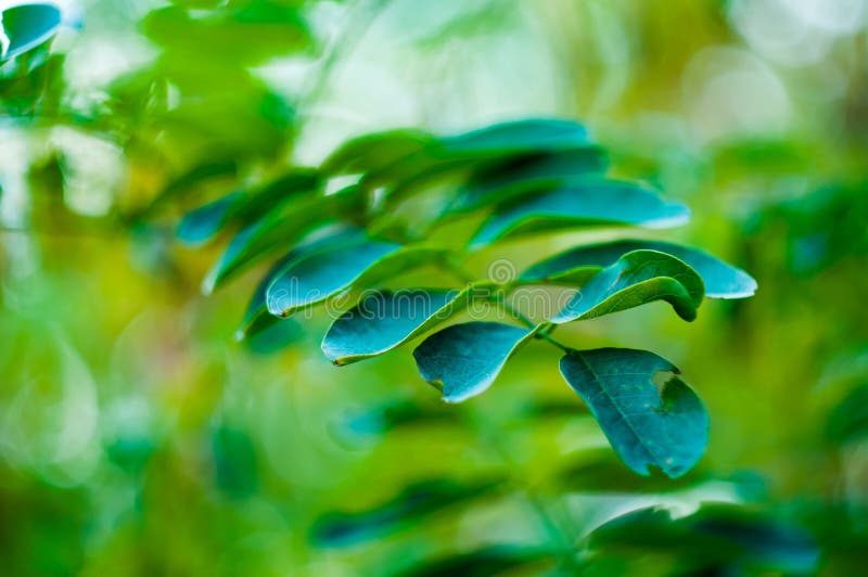 Beautiful Tree Leaf on the Background Stock Photo - Image of color ...
