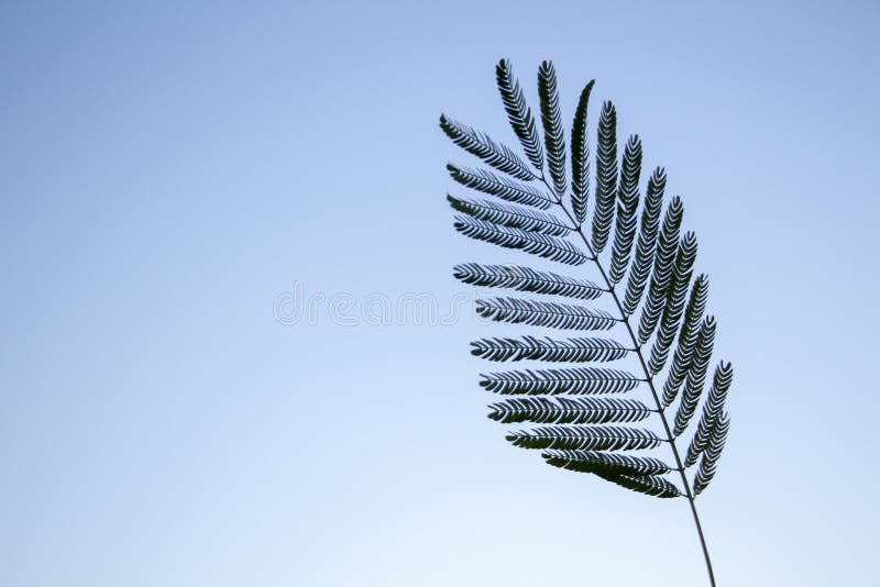 Beautiful Tree Leaf on Blue Sky Background. Tropical Leaves Tropical ...
