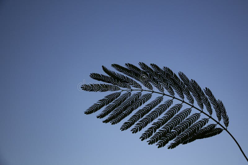 Beautiful Tree Leaf on Blue Sky Background. Tropical Leaves Tropical ...