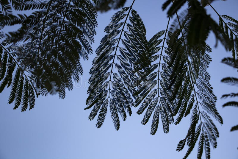 Beautiful Tree Leaf on Blue Sky Background. Tropical Leaves Tropical ...