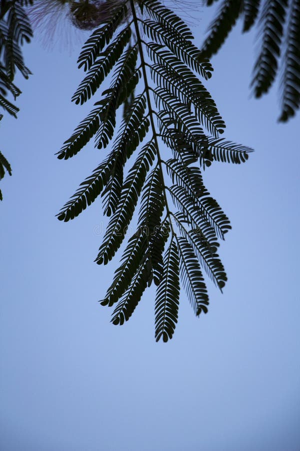 Beautiful Tree Leaf on Blue Sky Background. Tropical Leaves Tropical ...