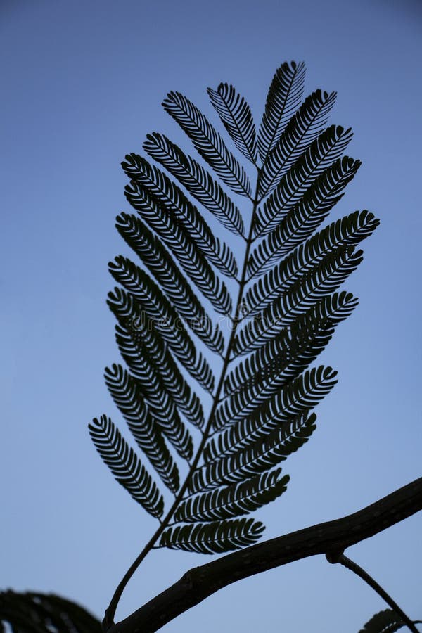 Beautiful Tree Leaf on Blue Sky Background. Tropical Leaves Tropical ...