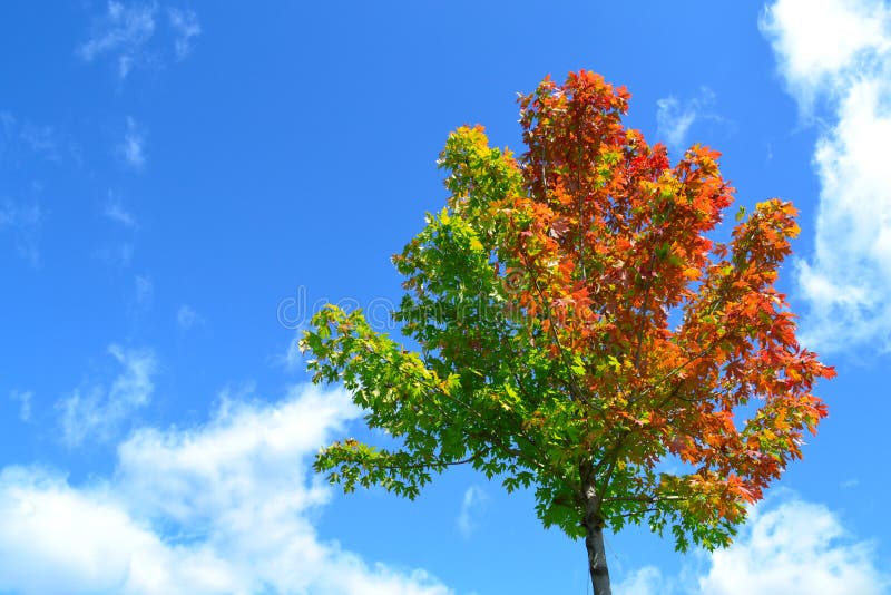 Beautiful Tree Leaves Against a Blue Sky Stock Image - Image of ...
