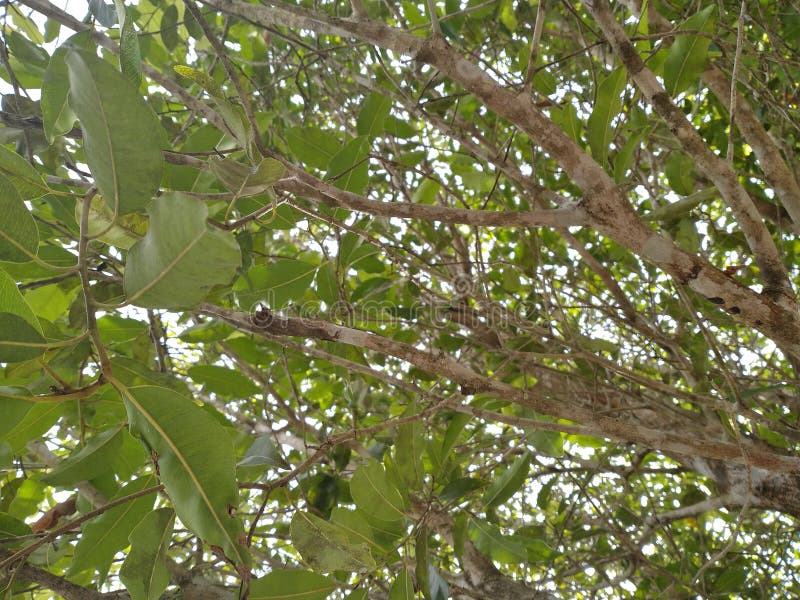Beautiful Tree Leaves in the Hot Afternoon Sun Stock Photo - Image of ...