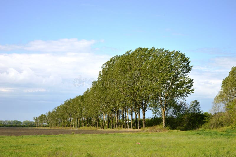 Beautiful Tree Line in the Plain Stock Photo - Image of grass, green ...
