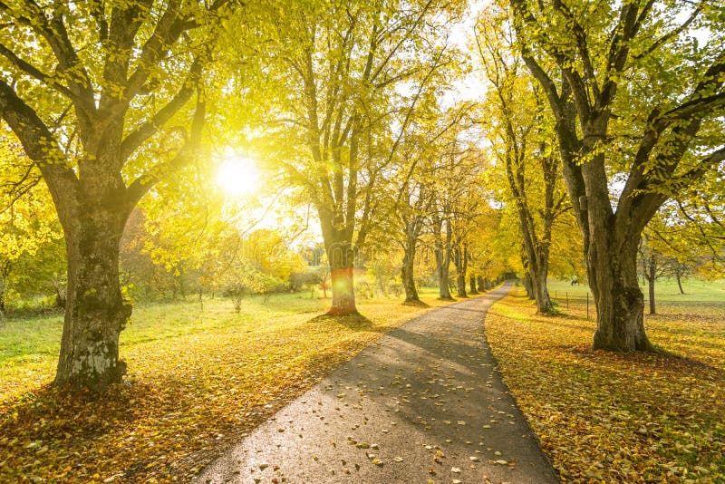 Beautiful Tree-lined County Road in Autumn with Sun Shining through the ...