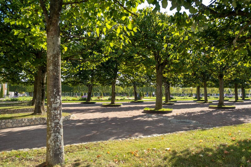 Beautiful Tree-lined Pathways in Peterhof Showcasing Natures ...