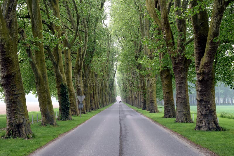 6,898 Tree Lined Road Stock Photos - Free & Royalty-Free Stock Photos ...