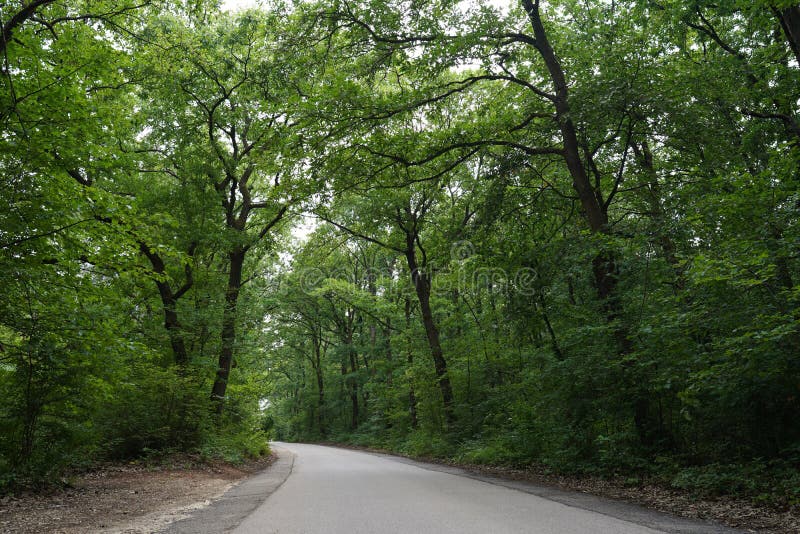 Beautiful Tree Lined Road in the Tunnel of Trees in the Forest Stock ...