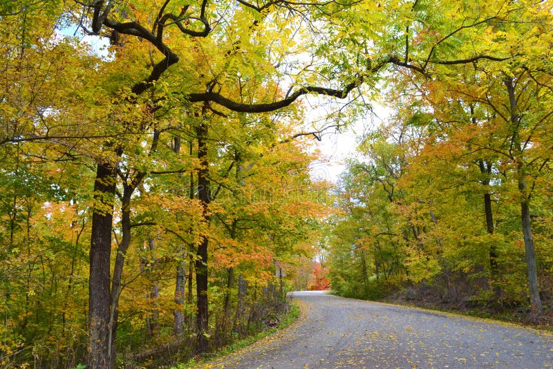 Beautiful Tree Lined Street during Fall Stock Photo - Image of botany ...